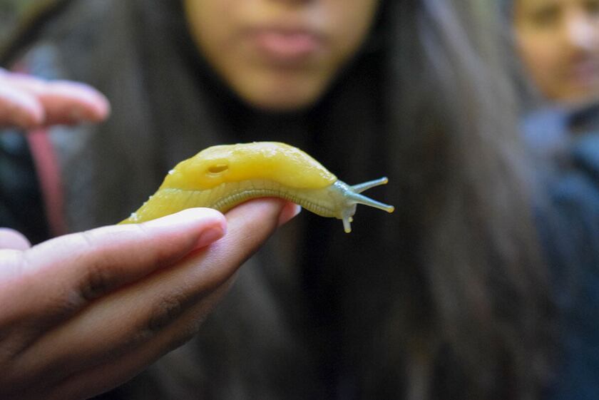 Banana slug now official state slug, 1 of 3 new symbols - Lookout Santa ...