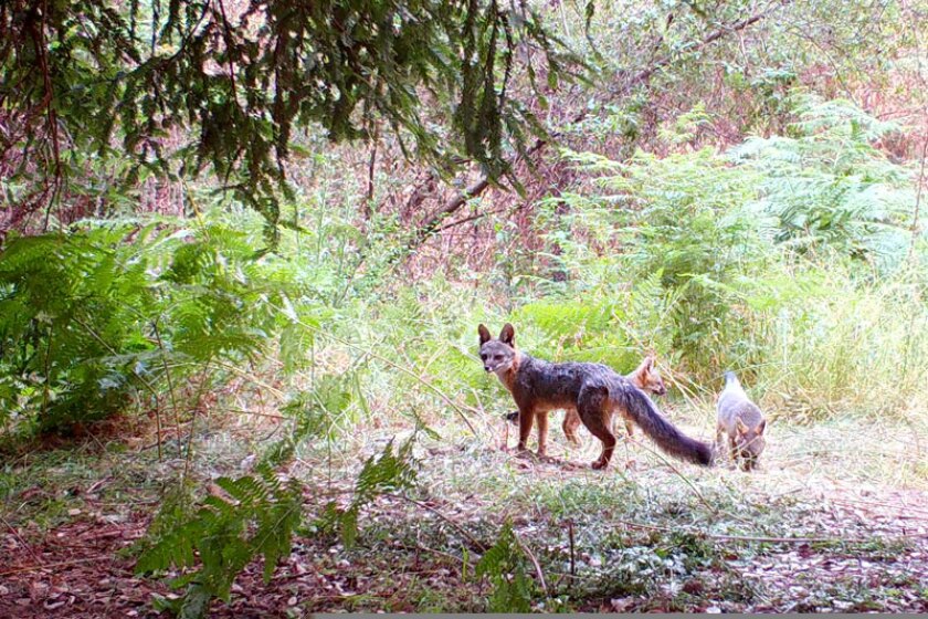 Dead gray fox found in illegal wildlife trap in Glenwood Open Space ...