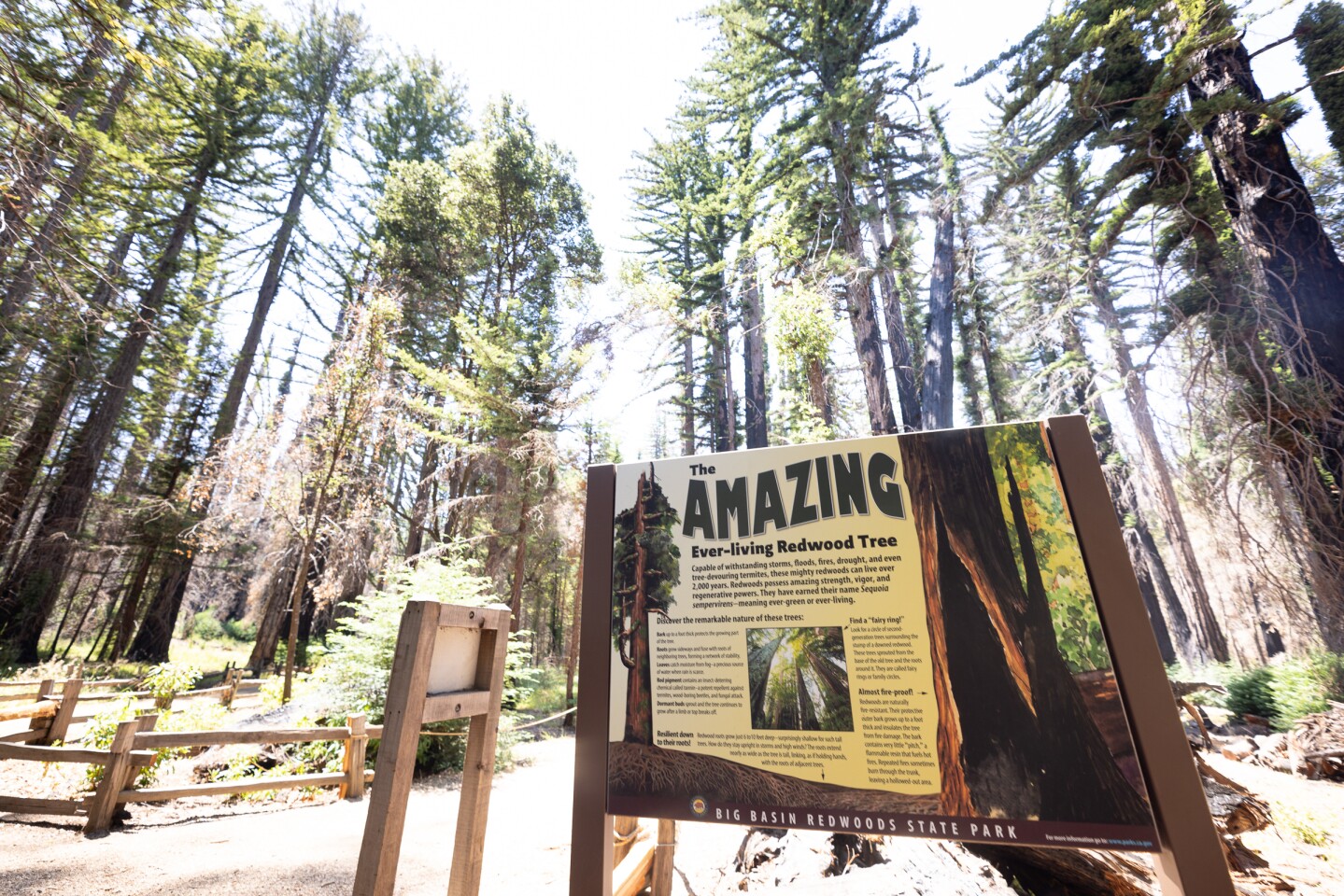 Summer shuttle service at Big Basin returns this weekend, runs through ...