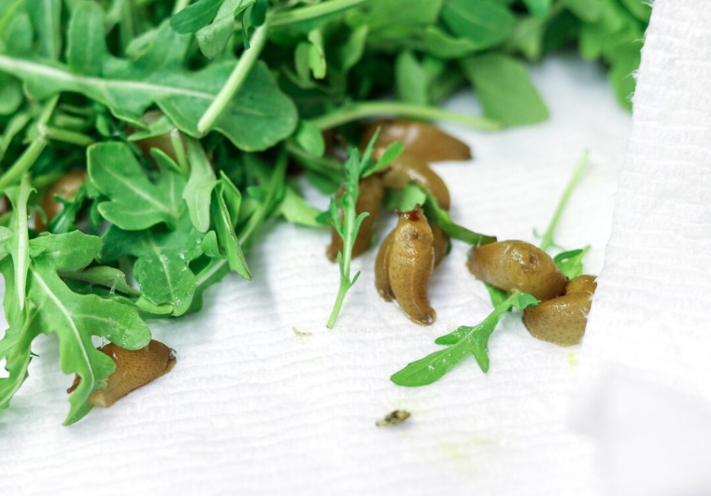 Banana slug now official state slug, 1 of 3 new symbols - Lookout Santa ...