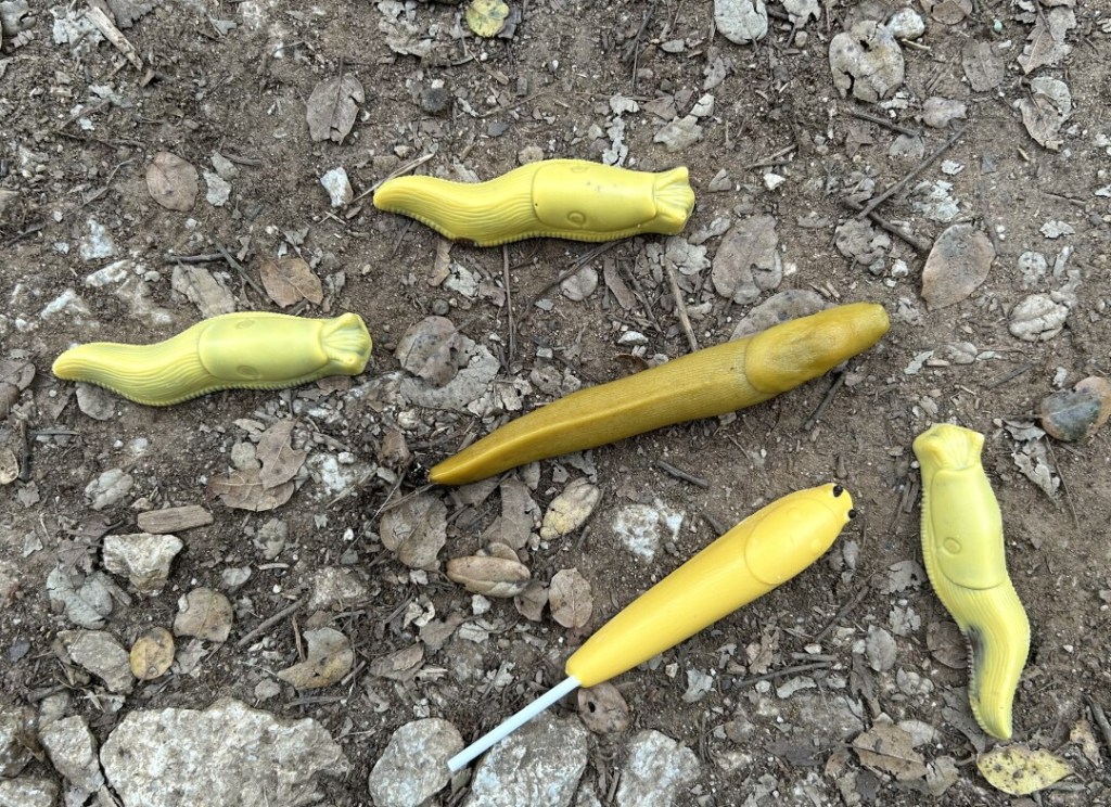 Banana slug now official state slug, 1 of 3 new symbols - Lookout Santa ...
