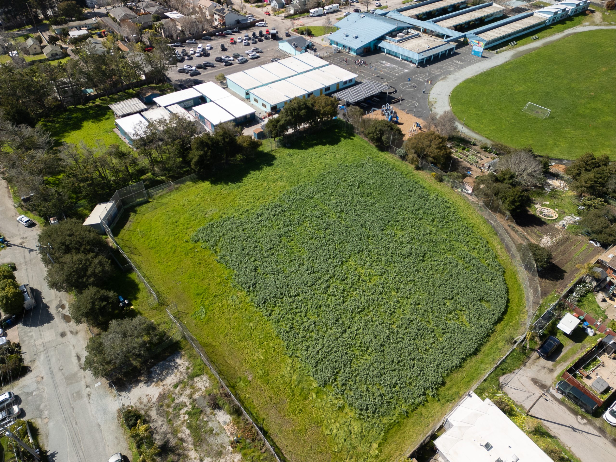 Morning Lookout: Live Oak field of dreams, obstacles to contact visits ...