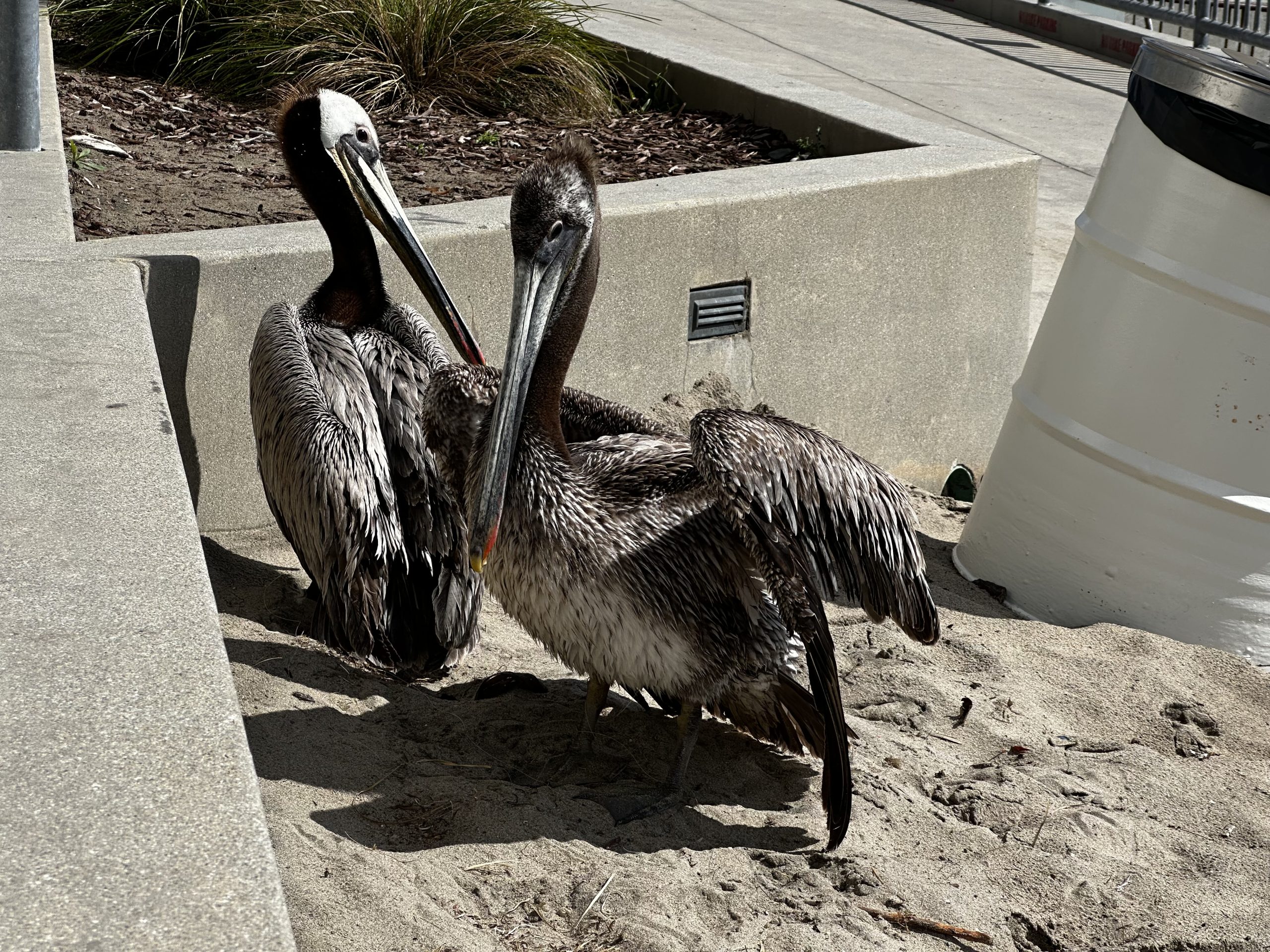 Why are so many pelicans turning up sick or dead in Santa Cruz County?