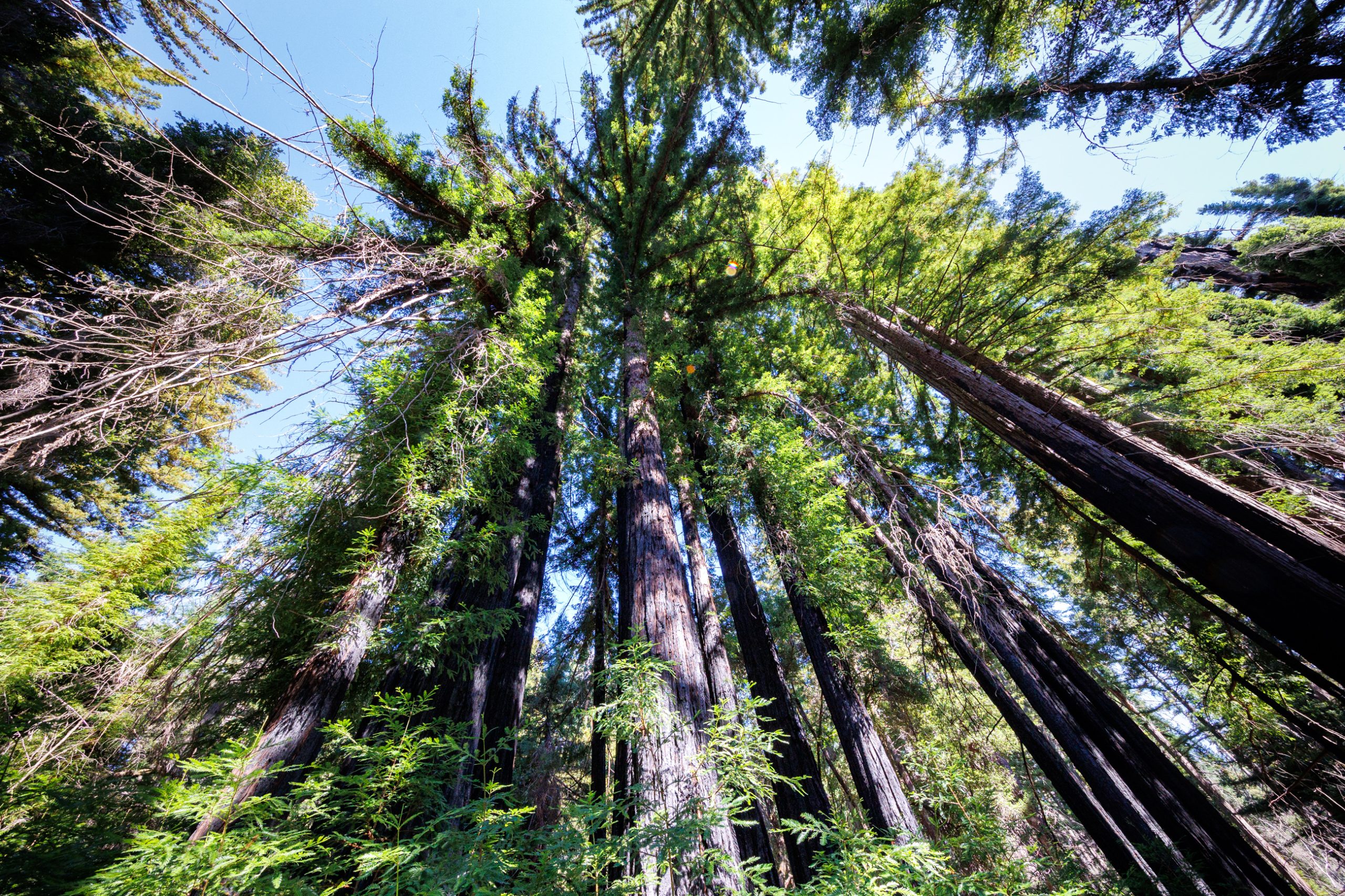 A walk in new Big Basin, five years post-CZU: Signs of rebirth amid ...